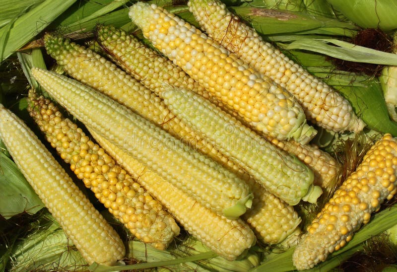 Freshly husked corn stock image. Image of color, farming - 75188707
