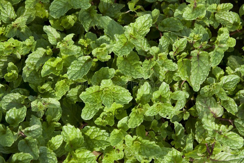 Freshly mint stock image. Image of farmland, healthy - 12395885