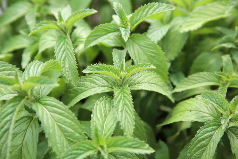 Freshly Mint stock image. Image of garden, peppermint - 54079149