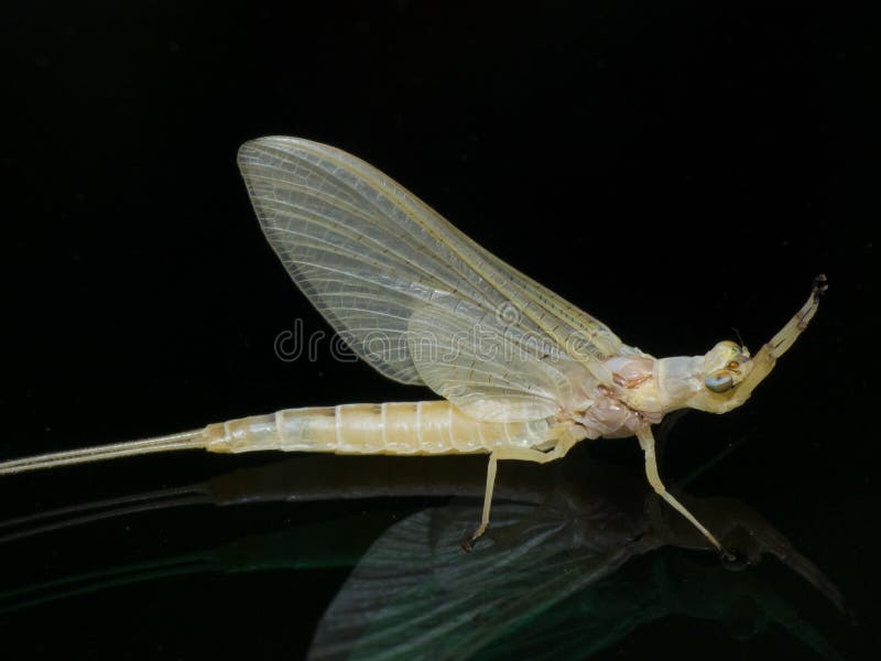 249 Flying Mayfly Stock Photos - Free & Royalty-Free Stock Photos from ...