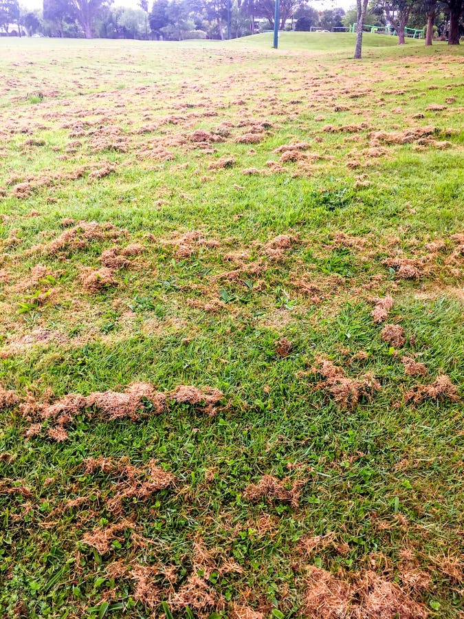 Clumps Of Grass In A Small Fen Stock Image - Image of green, daybreak ...