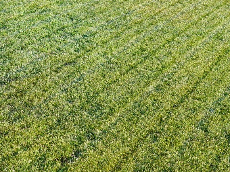 Freshly mowed grass stock photo. Image of cutting, nature - 148616642