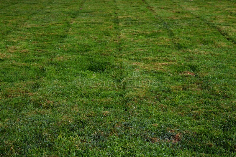 Freshly Mowed Grass Vertical Stock Image - Image of abstract, line ...