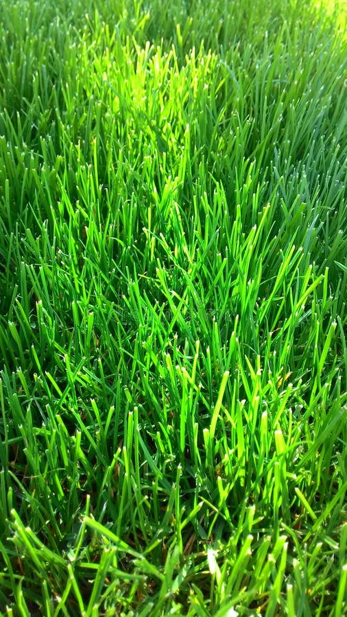 Freshly mowed lawn stock photo. Image of right, turn, streaks - 7350726