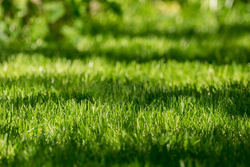 Freshly Mowed Lawn in the Sunlight Stock Image - Image of outdoor ...