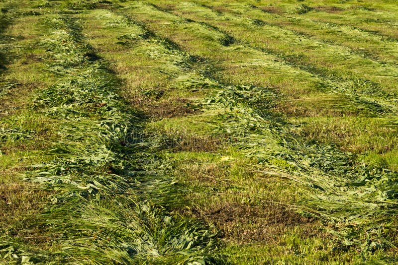 Mowed hay on meadow stock photo. Image of country, beautiful - 76571936