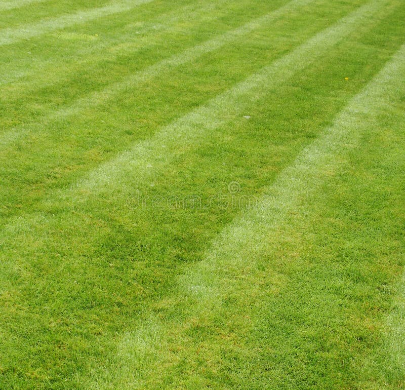 Grass stripes stock image. Image of sport, stripe, green - 24167973