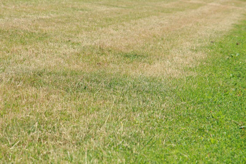Closeup Of Freshly Mowed Green Grass Lawn Background Stock Image ...