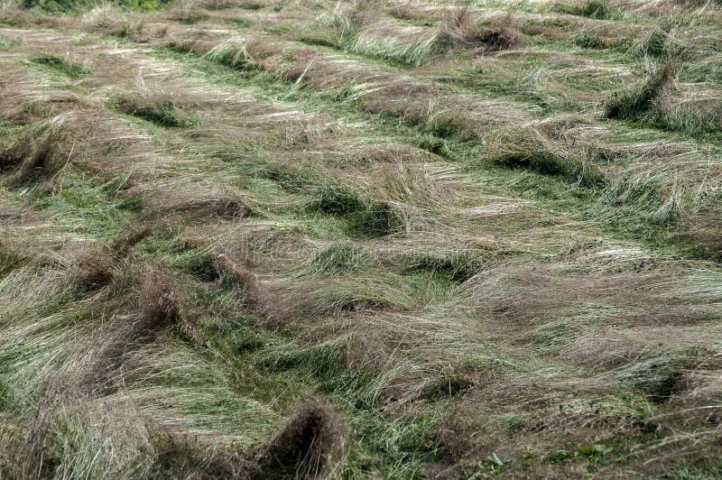 Freshly Mown Hay Drying in Rows Stock Photo - Image of land, mown ...