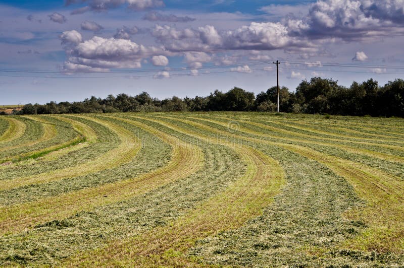Freshly Mown Hay Under Dramatic Sky Stock Image - Image of landscape ...
