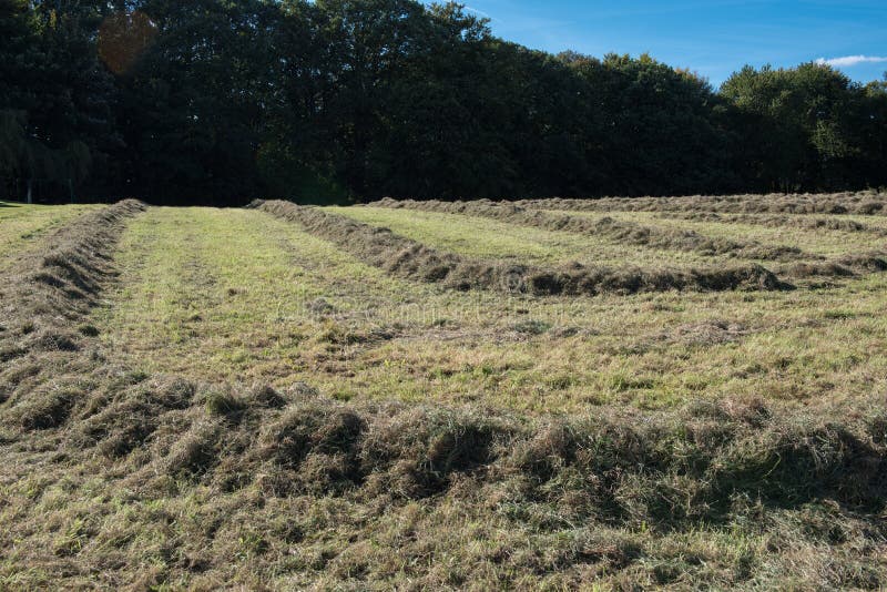 Freshly Mown Meadow Field, Mown Harvest Stock Photo - Image of freshly ...
