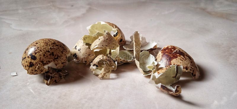 Freshly Peeled Quail Egg Shell Stock Image - Image of meal, food: 249283401