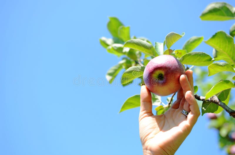 Freshly Picked stock image. Image of green, ingredients - 26471303
