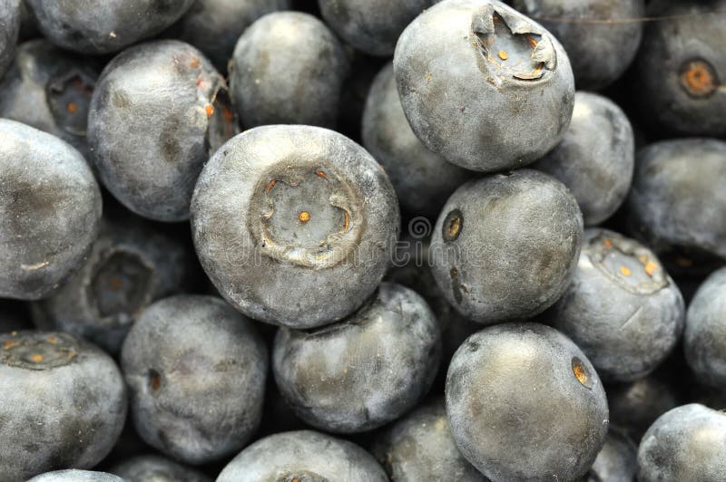 Freshly picked blueberries stock image. Image of shiny - 16390405