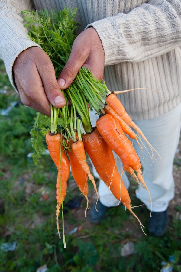 Freshly Picked Carrots stock image. Image of carrot, occupied - 23266543