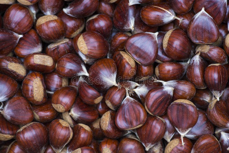 Freshly Picked Chestnuts. Chestnuts are a Very Nutritious Type of Dried ...