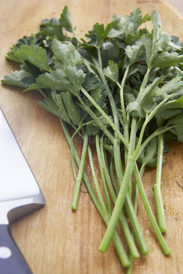 Freshly Picked Coriander stock image. Image of knife, herb - 8755669
