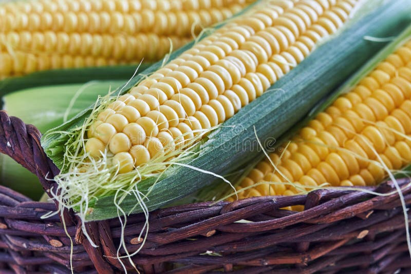 Freshly picked corn stock image. Image of corn, basket - 97085671