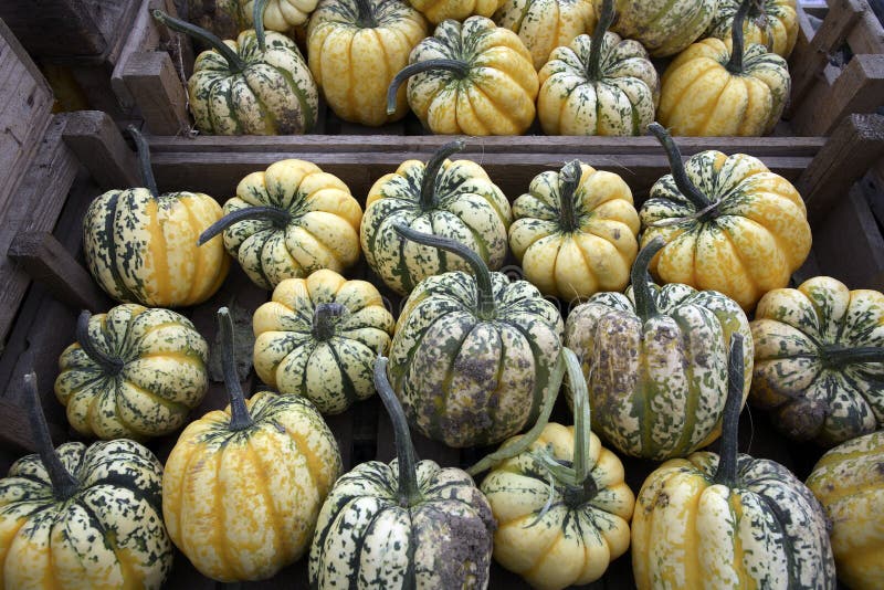 Freshly Picked Crop of Squash Stock Photo - Image of food, picked: 17181864