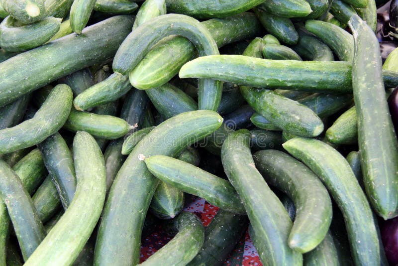Freshly picked cucumbers stock photo. Image of cukes - 32802922
