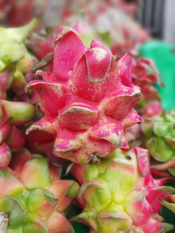 Freshly Picked Dragon Fruit Stock Image - Image of fruit, fresh: 321005107
