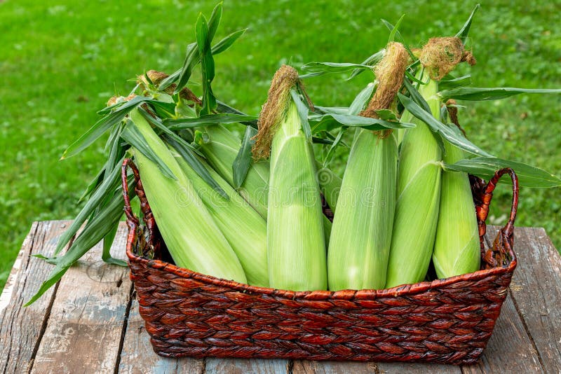 Freshly Harvested Ears of Corn Stock Image - Image of garden ...