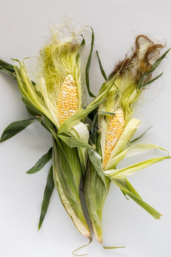 Freshly Picked Ears of Corn with the Husks Peeled Back Exposing the ...