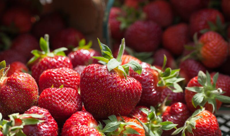 Freshly Picked Field Strawberries Stock Photo - Image of organic ...