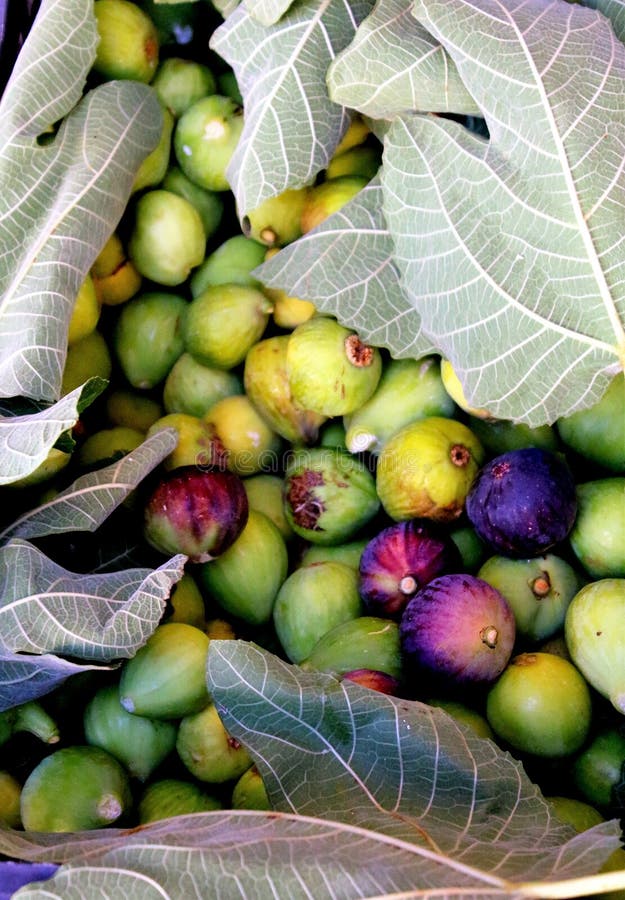 Freshly Picked Figs with Fig Tree Leaves Stock Photo - Image of leaves ...