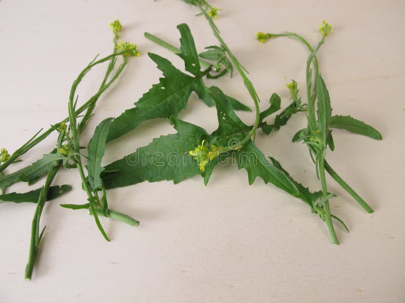 Freshly Picked Hedge Mustard Stock Photo - Image of ingredient, hedge ...
