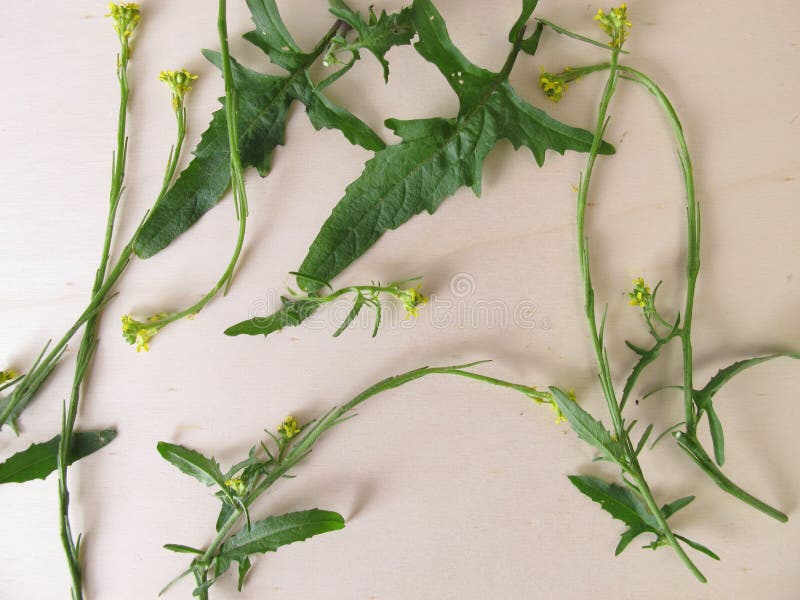 Freshly Picked Hedge Mustard Stock Image - Image of spice, picked ...