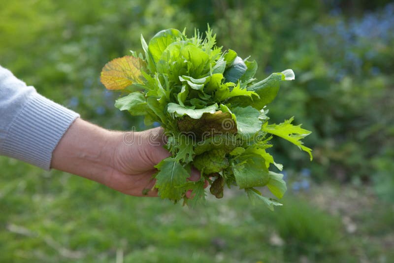 Freshly Picked Leaf Vegetables Stock Photo - Image of nutritional ...