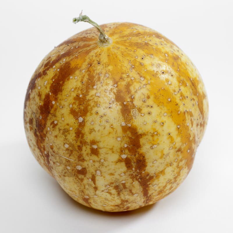 Freshly Picked Lemon Cucumber Stock Photo - Image of fresh, single ...