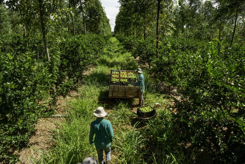 Organic Limes Plantation Workers Loading Boxes with Freshly Picked ...