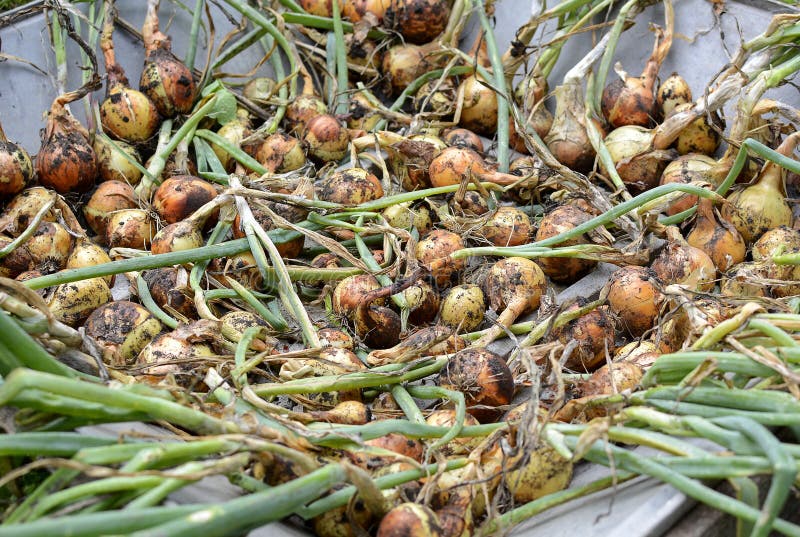 Onions on pallet stock image. Image of gourmet, farming - 44305547