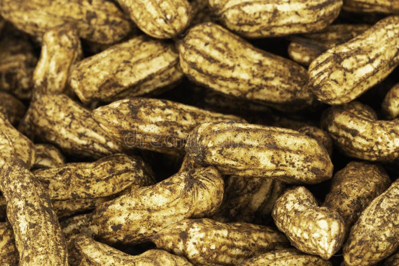Freshly picked peanuts stock image. Image of shot, peanut - 166682825