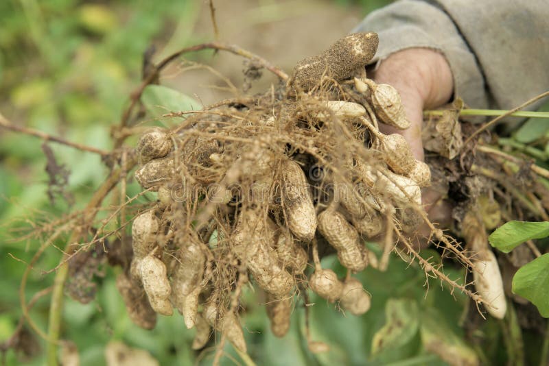 Freshly picked peanuts. stock image. Image of earthpea - 41581815