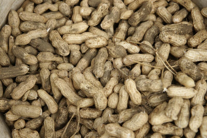 Freshly picked peanuts. stock photo. Image of nutrition - 41581702