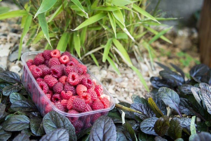 Freshly Picked Raspberries in Crates and Glasses Stock Photo - Image of ...