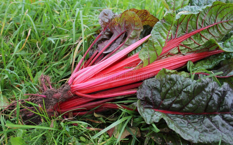 Freshly picked red chard stock image. Image of agriculture - 27761773