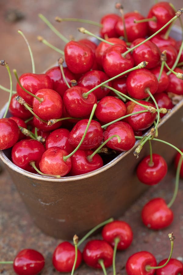 Freshly Picked Red Cherries from the Tree, in a Bowl in the Garden ...