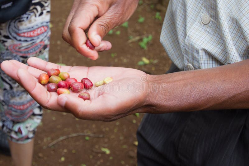 Freshly Picked Red Coffee Beans in Their Shell Stock Photo - Image of ...