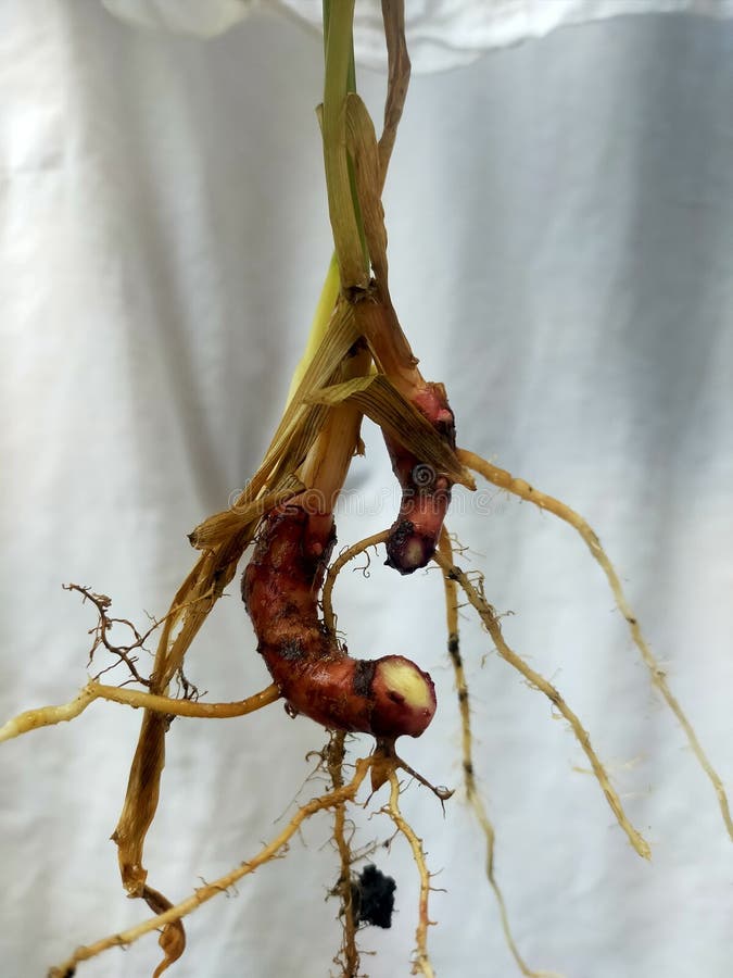 Freshly Picked Red Ginger from the Ground Stock Photo - Image of ground ...