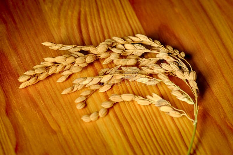 Freshly Picked Rice Still in Its Shell Stock Photo - Image of global ...