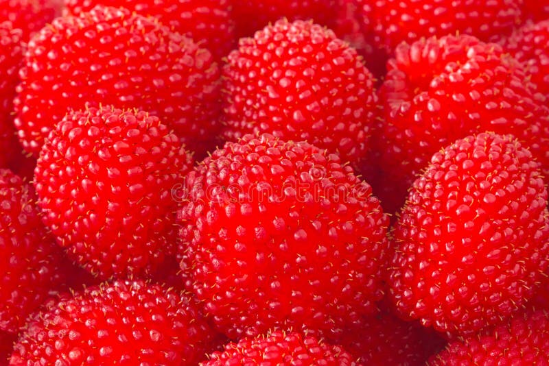 Freshly Picked Ripe Red Raspberries Stock Photo - Image of freshness ...
