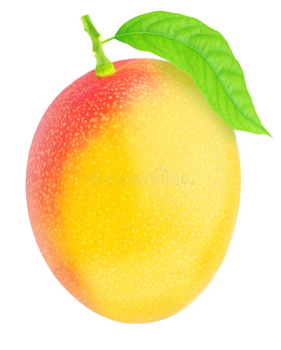 Freshly Picked Single Mango with Green Leaf. Stock Photo - Image of ...