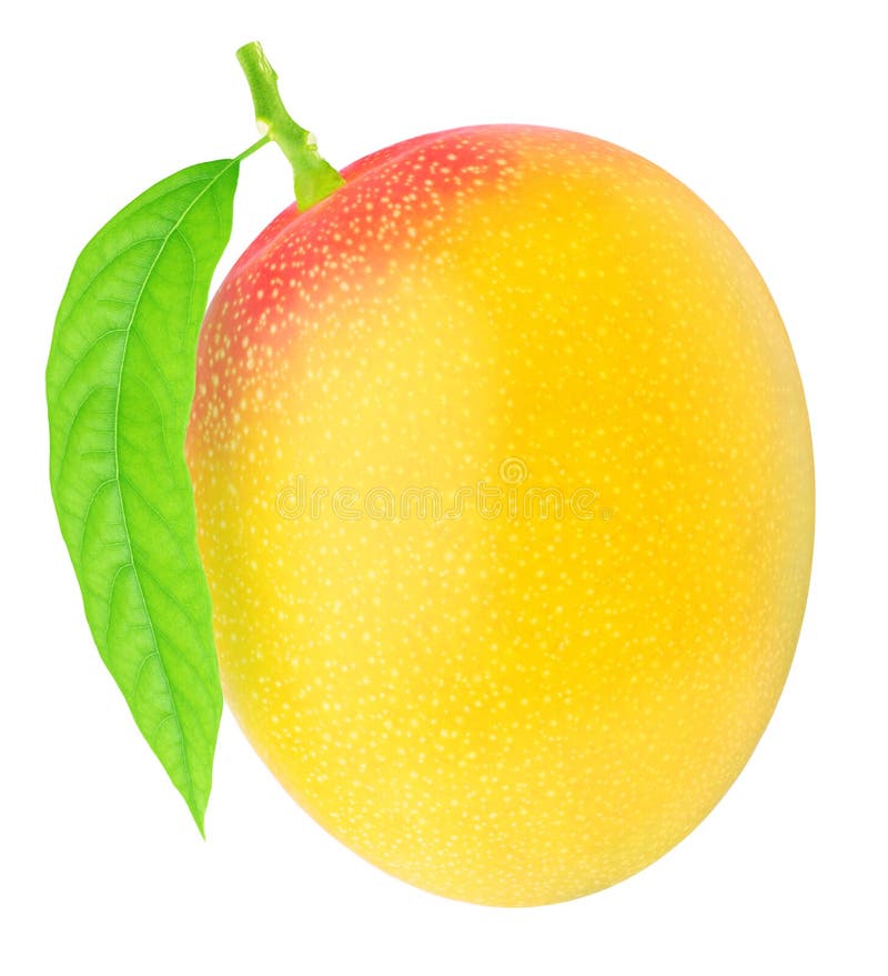 Single red mango fruit stock image. Image of ripe, tropical - 5986687