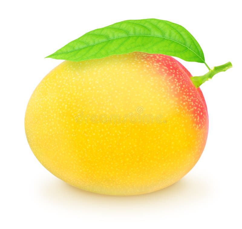 Freshly Picked Single Mango with Green Leaf Stock Photo - Image of ...
