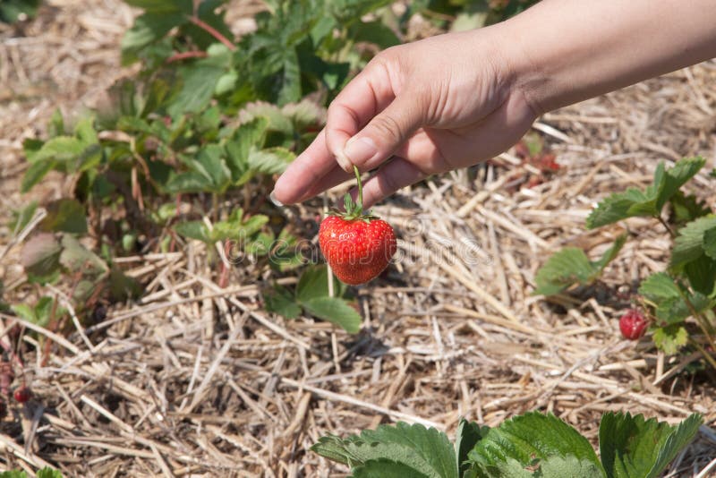 Freshly Picked Strawberries Stock Image - Image of garden, leaves: 14977121