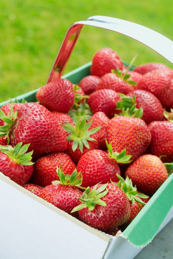 Freshly Picked Strawberries Stock Image - Image of vertical, nutrition ...